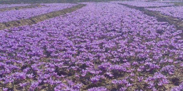 iran saffron |complete introduction to persian saffron - iranforworld